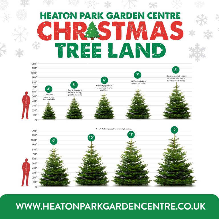 Grade ”A” Premium Nordmann Christmas Tree - Heaton Park