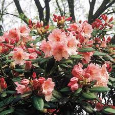 RHODODENDRON LARGE HYBRIDS (Mixed Varieties) - Heaton Park